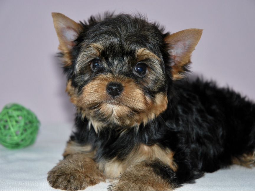 Йоркширский терьер щенки мальчик- Ося