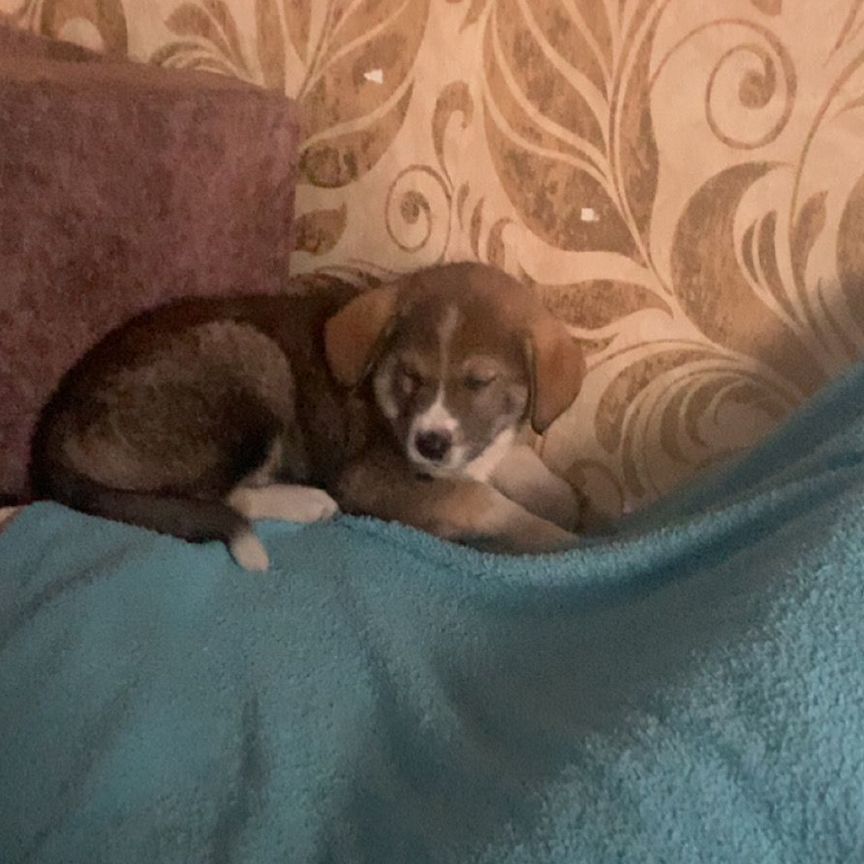 Отдам собаку в добрые руки
