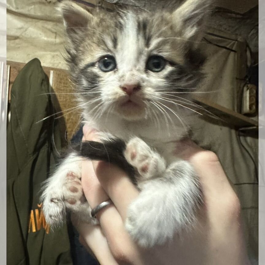 Котёнок в добрые руки