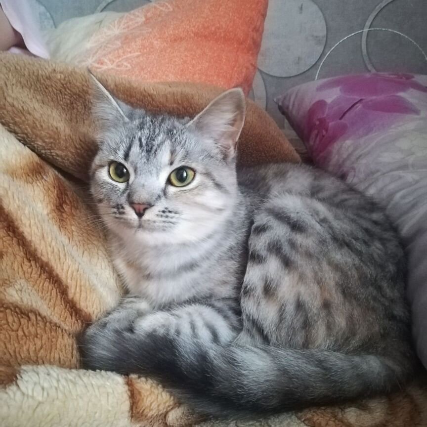 Кошечка в добрые руки бесплатно