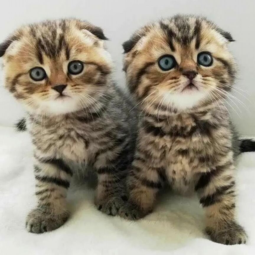 Вислоухие Тигрята)