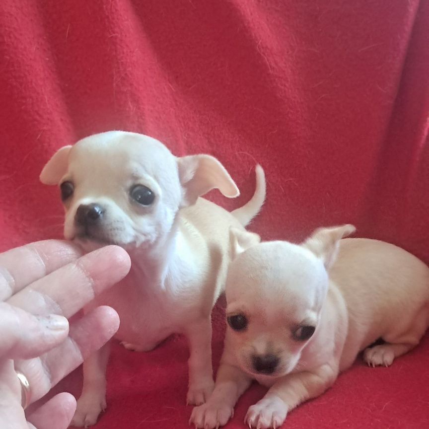 Щенки чихуашки