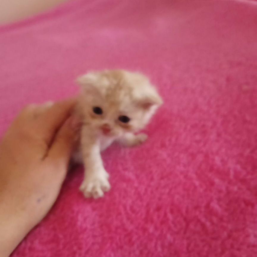 Красивые котики