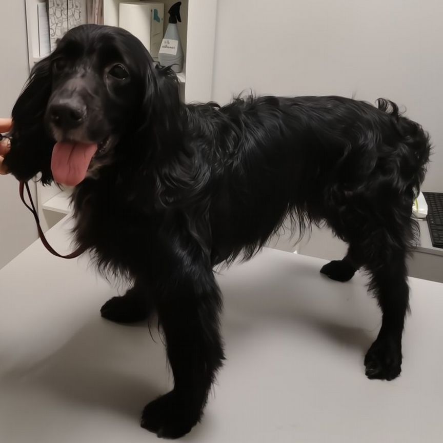 Русский охотничий спаниель, взрослая собака