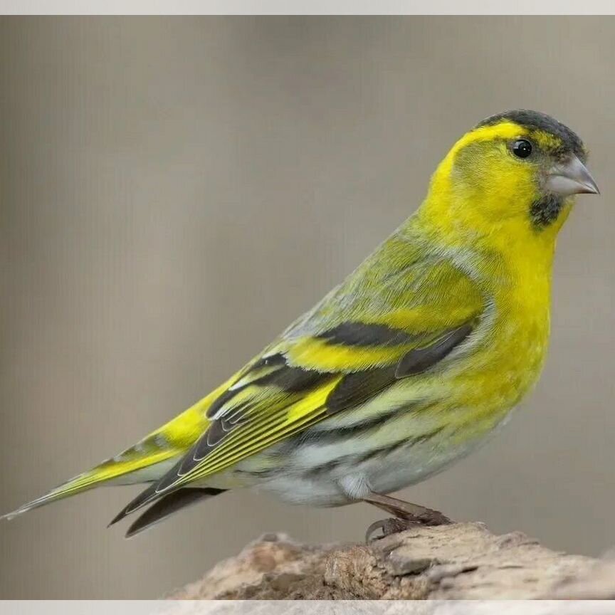 Птицы певчие