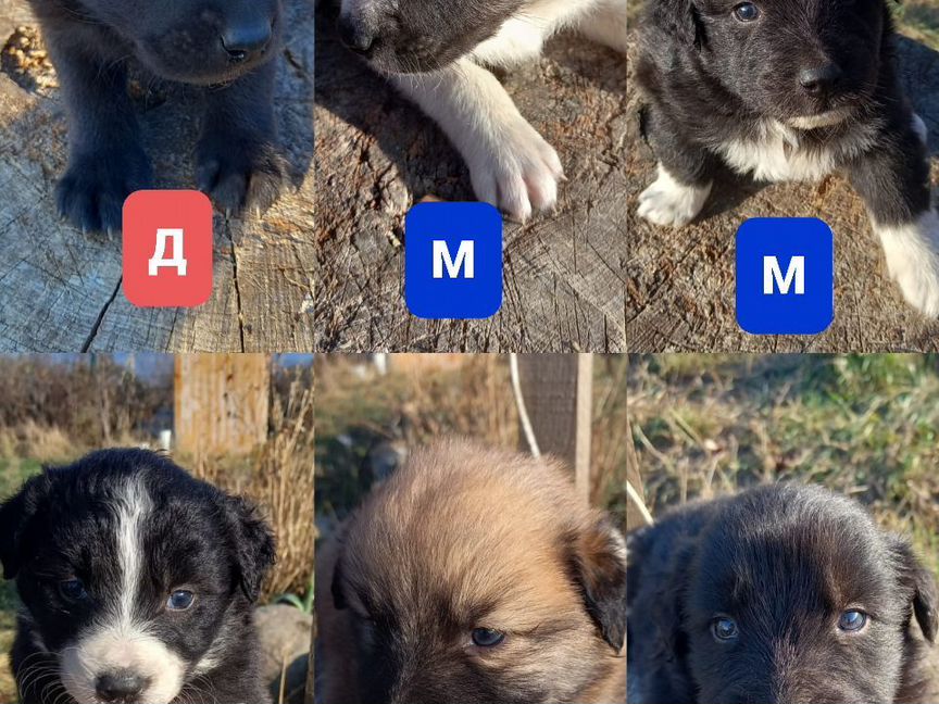 Щенок в добрые руки