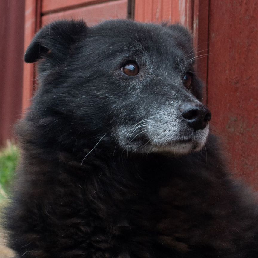 Черныш, пёс из Хилово, ищет Дом