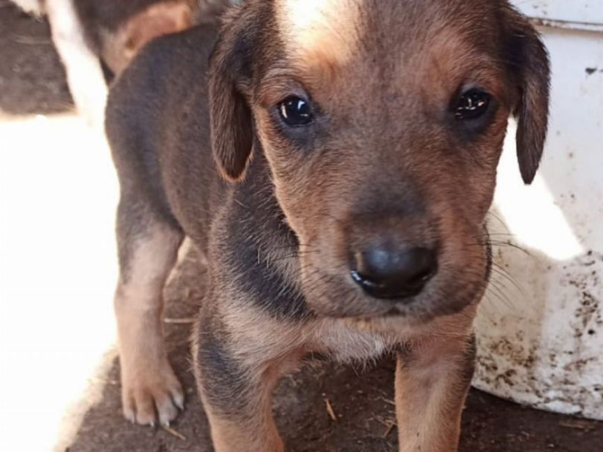 Щенки русской гончей