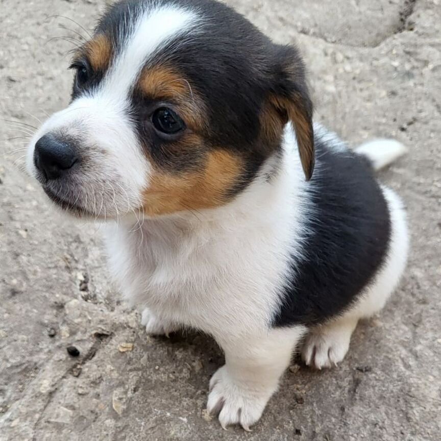 Джек рассел терьер