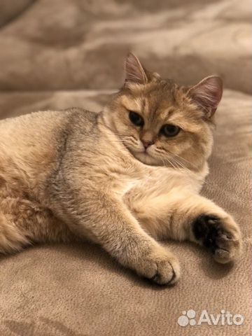 Британская