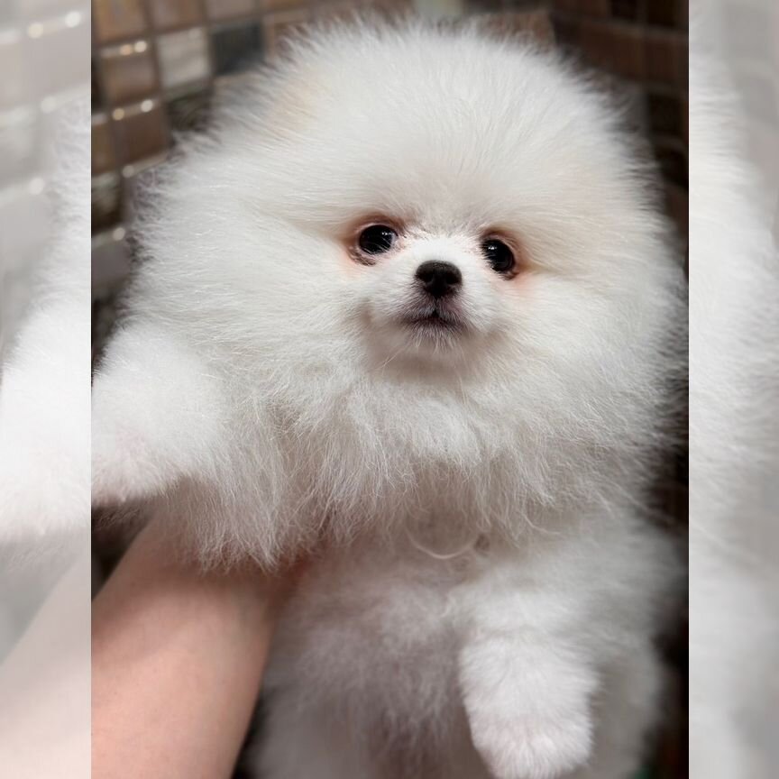 Померанский шпиц белоснежная девочка