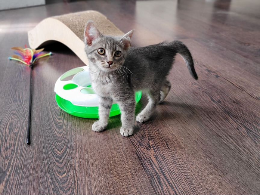 Котенок 3 месяца, мальчик