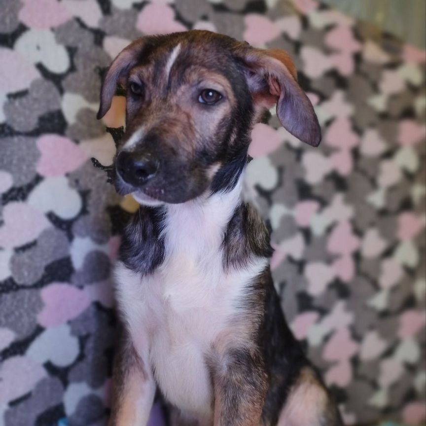 Щенок мальчик в добрые руки бесплатно