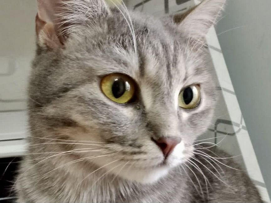 Алиса ждет своего человека