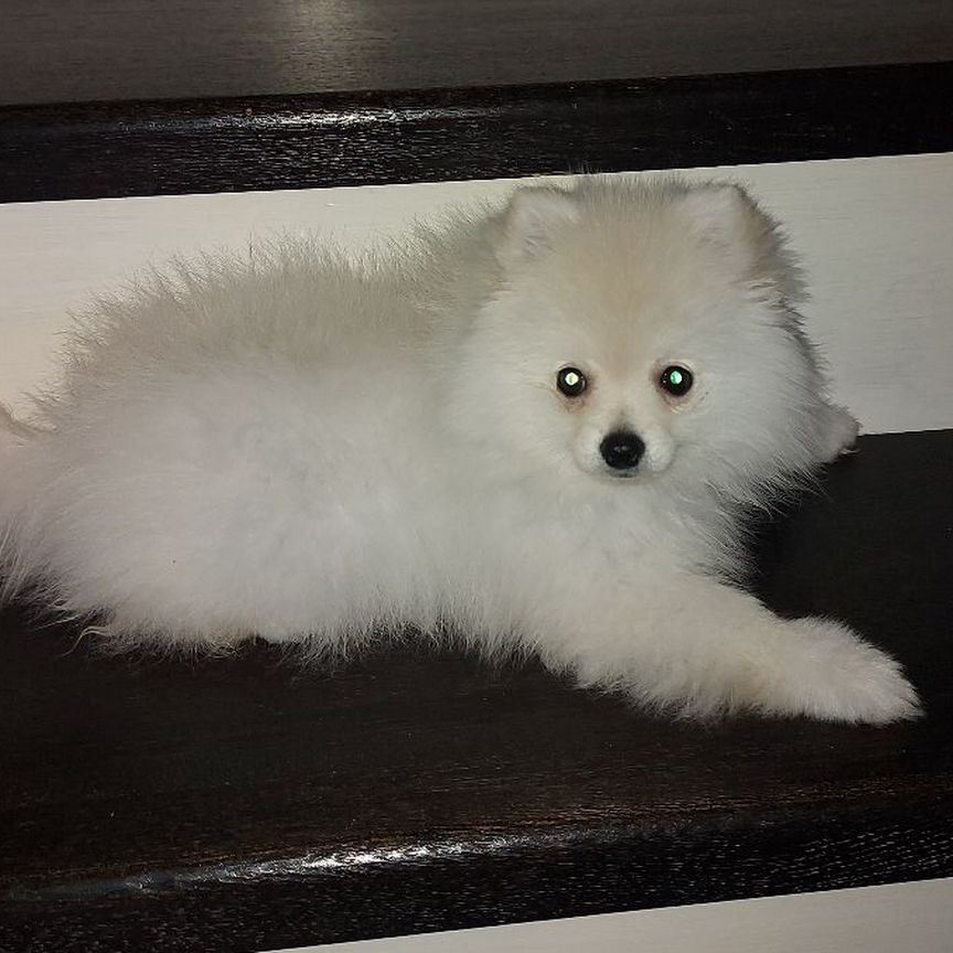 Померанский шпиц, щенок