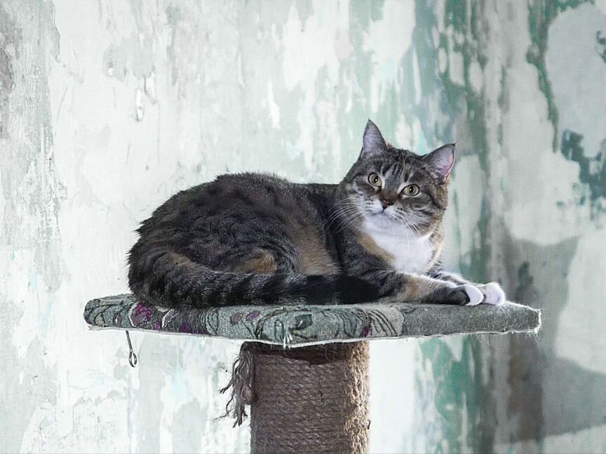 Кошка в дар бесплатно