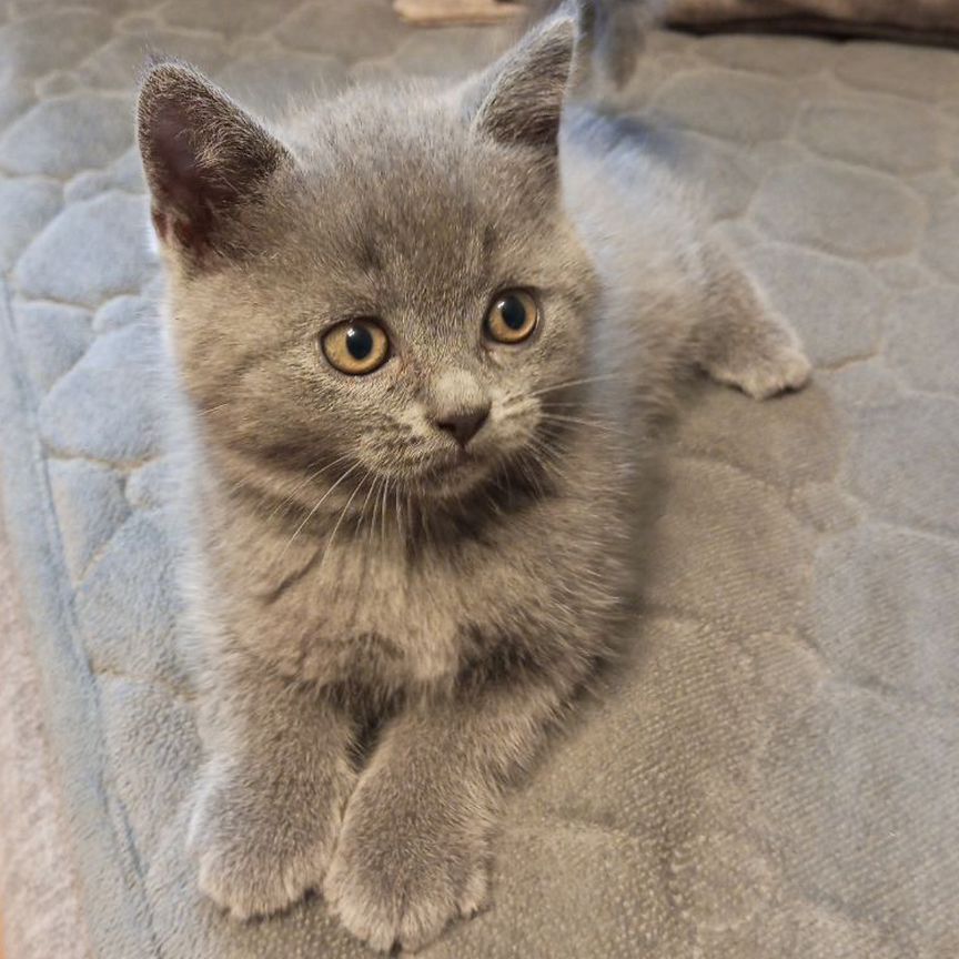 Британские котята