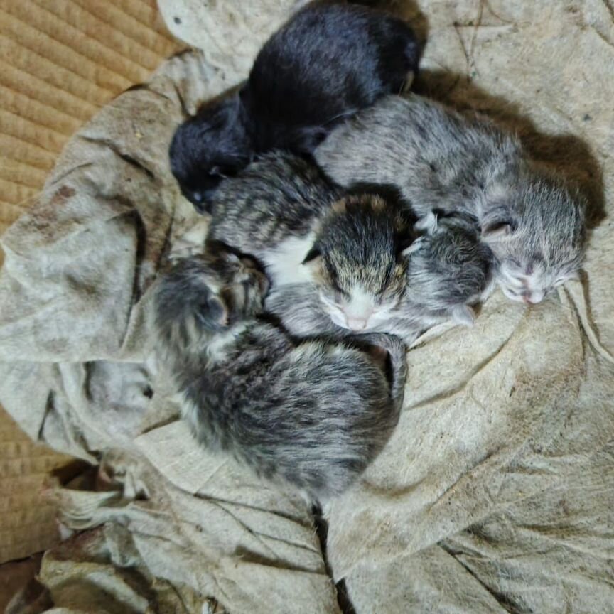 Котята