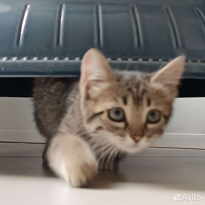 Очень хороший котенок ищет дом