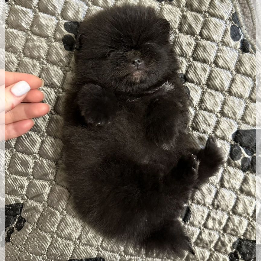 Померанский шпиц, щенок