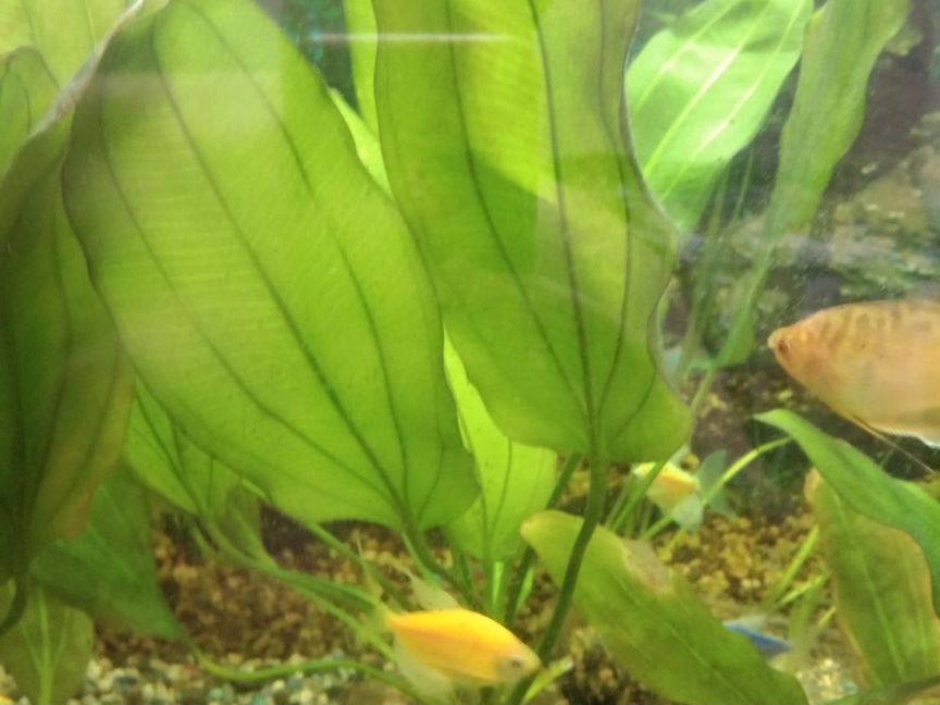 Аквариумные растения