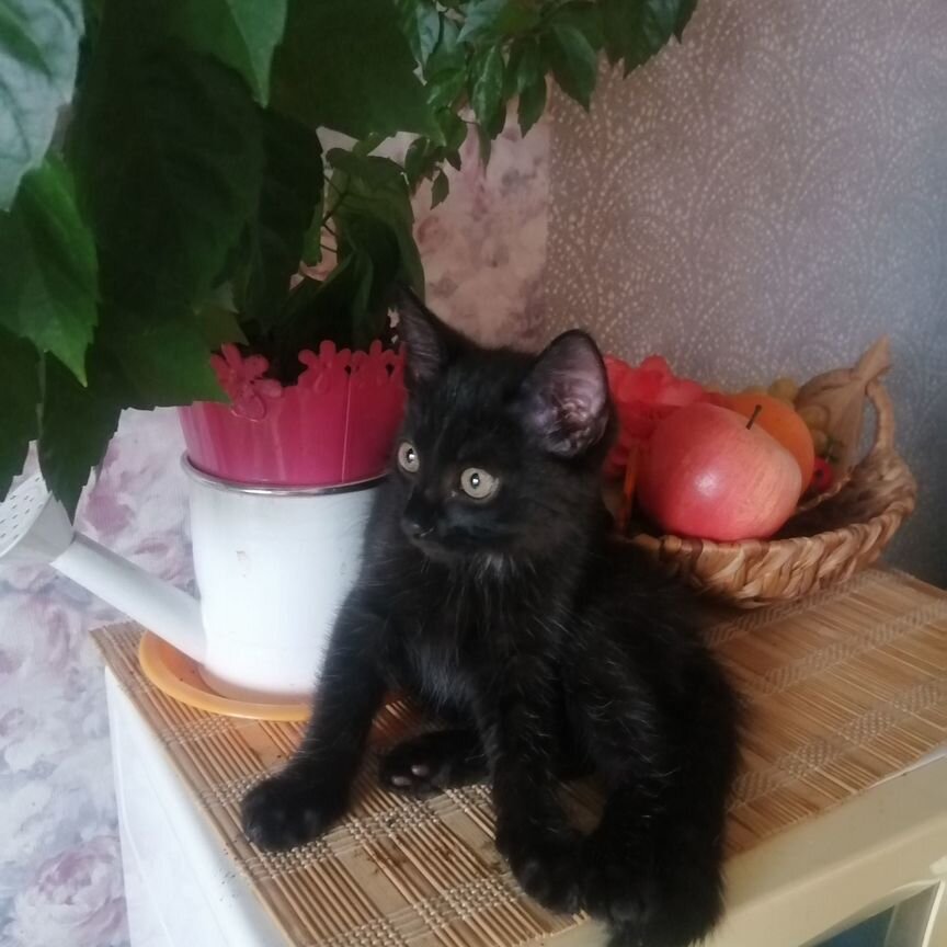 Отдам котёнка в добрые руки. Кот. 4месяца