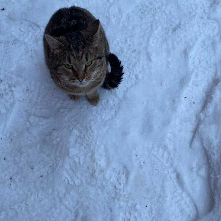 Взрослый кот в добрые руки