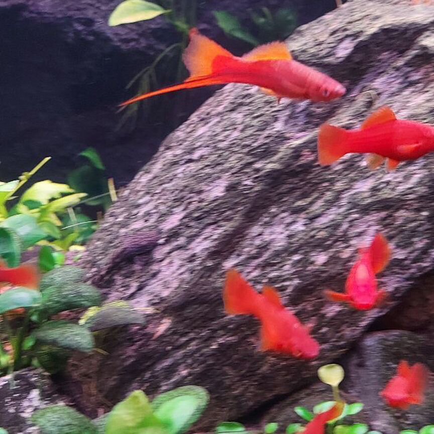 Меченосец рубин