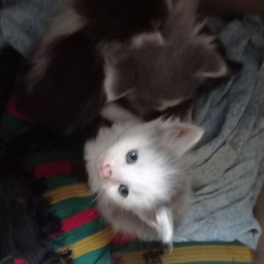 Котята 1 мес