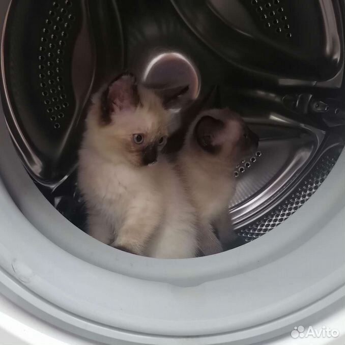 Котята, папа сиамец, мама помесь сиамки и тайца