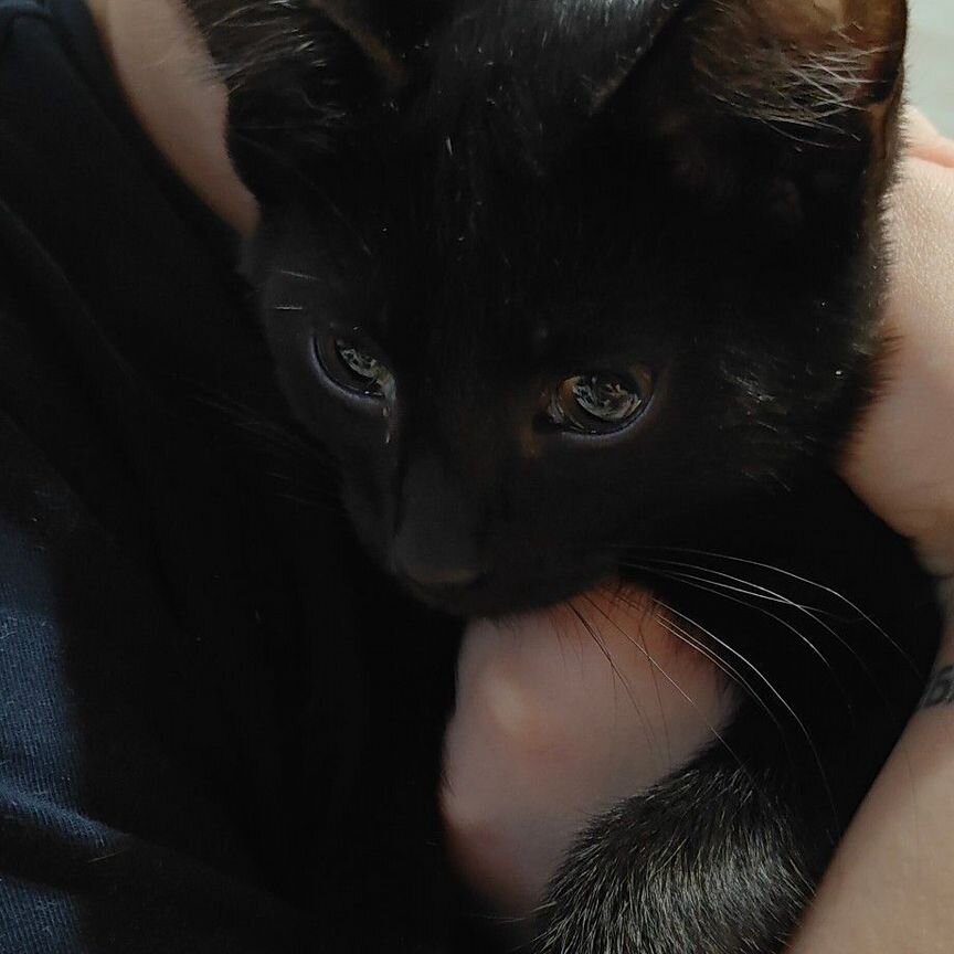 Чёрный котёнок мальчик