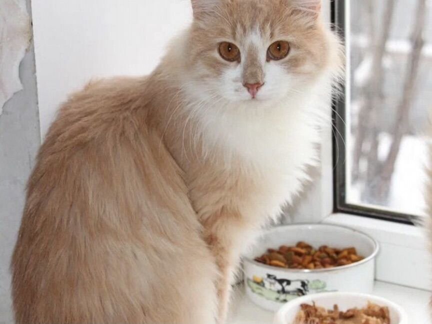 Кот