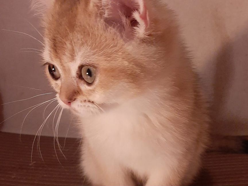 Котенок золотая шиншилла
