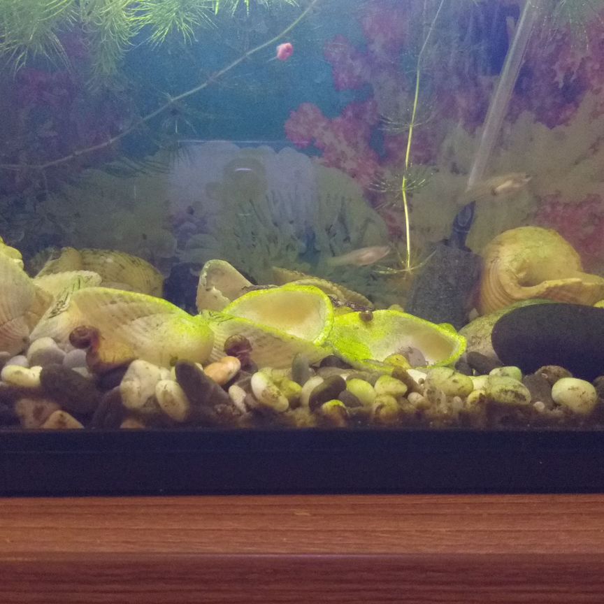 Аквариум с рыбками бу