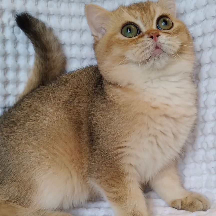 Котик золотая шиншилла
