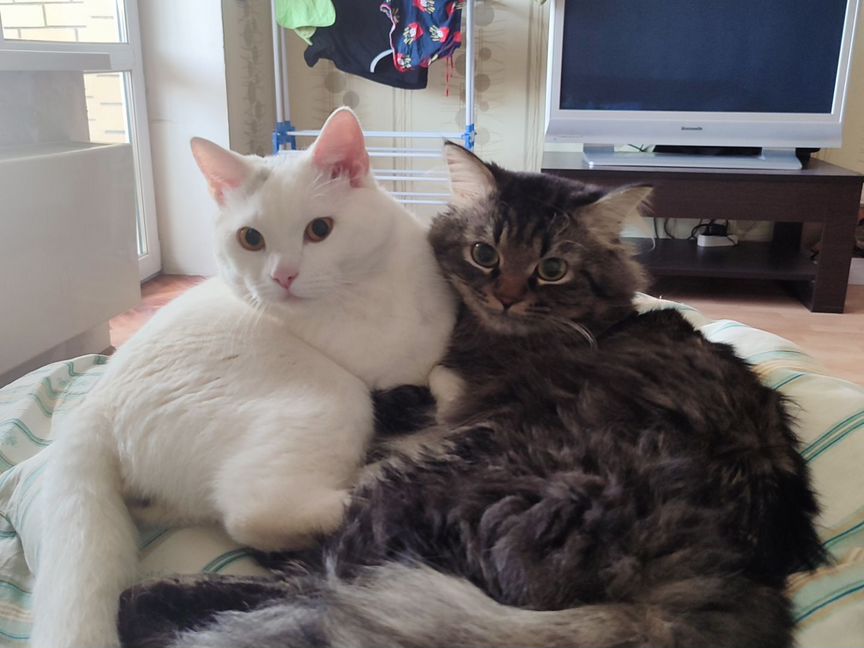 Коты, передам в добрые руки