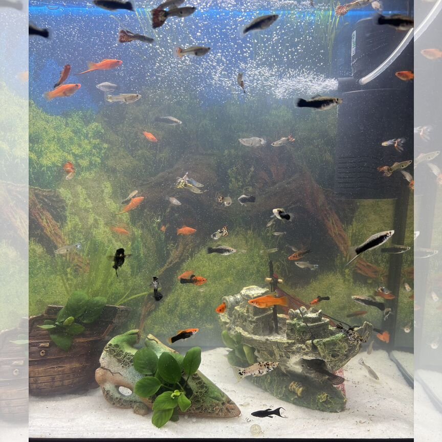 Рыбки гуппи, растения