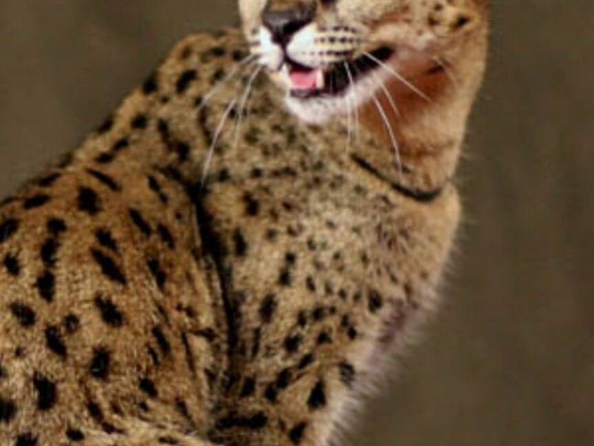 Бенгальская