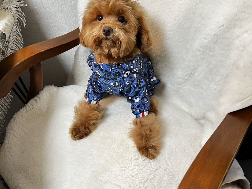 Мальчик мальтипу ф1, мини