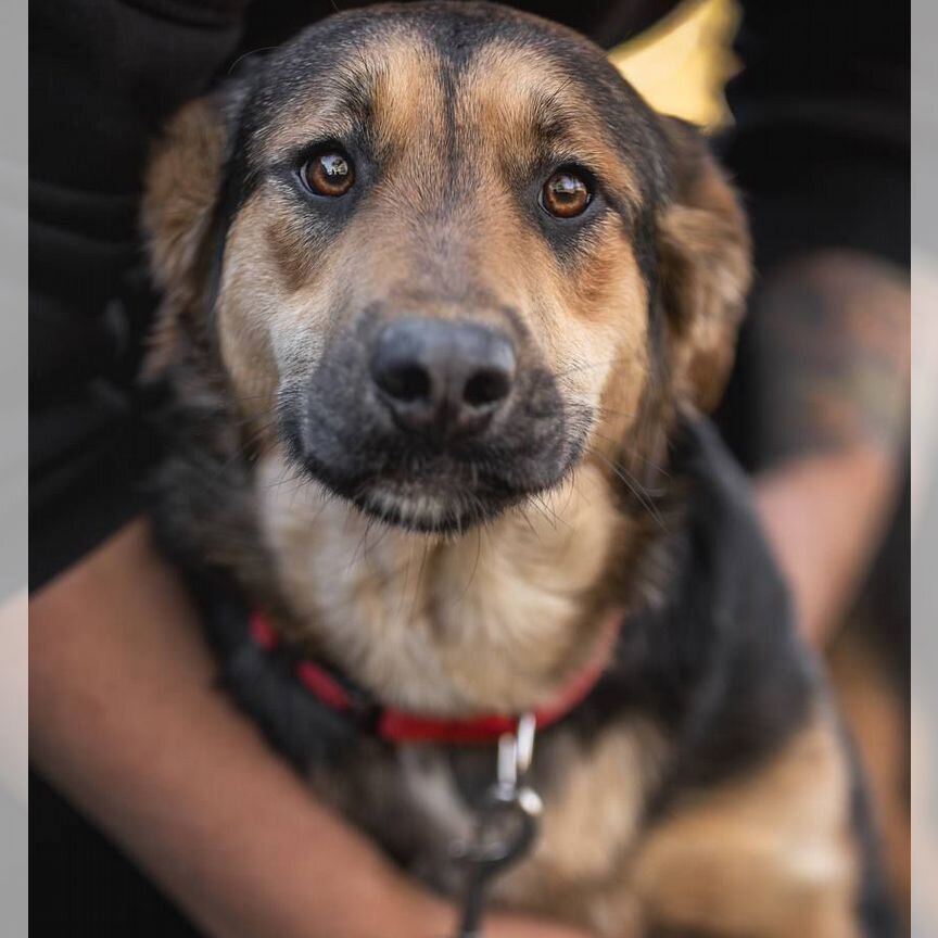 Лоя-грустные глаза