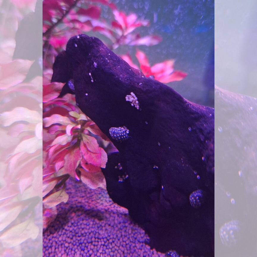 Теодоксус улитка