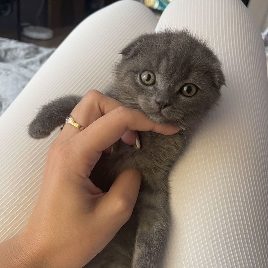 Шотландская вислоухая