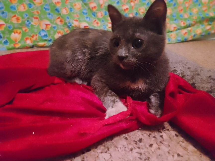 Кошка от7 декабря дымка ищет человечную маму,семью