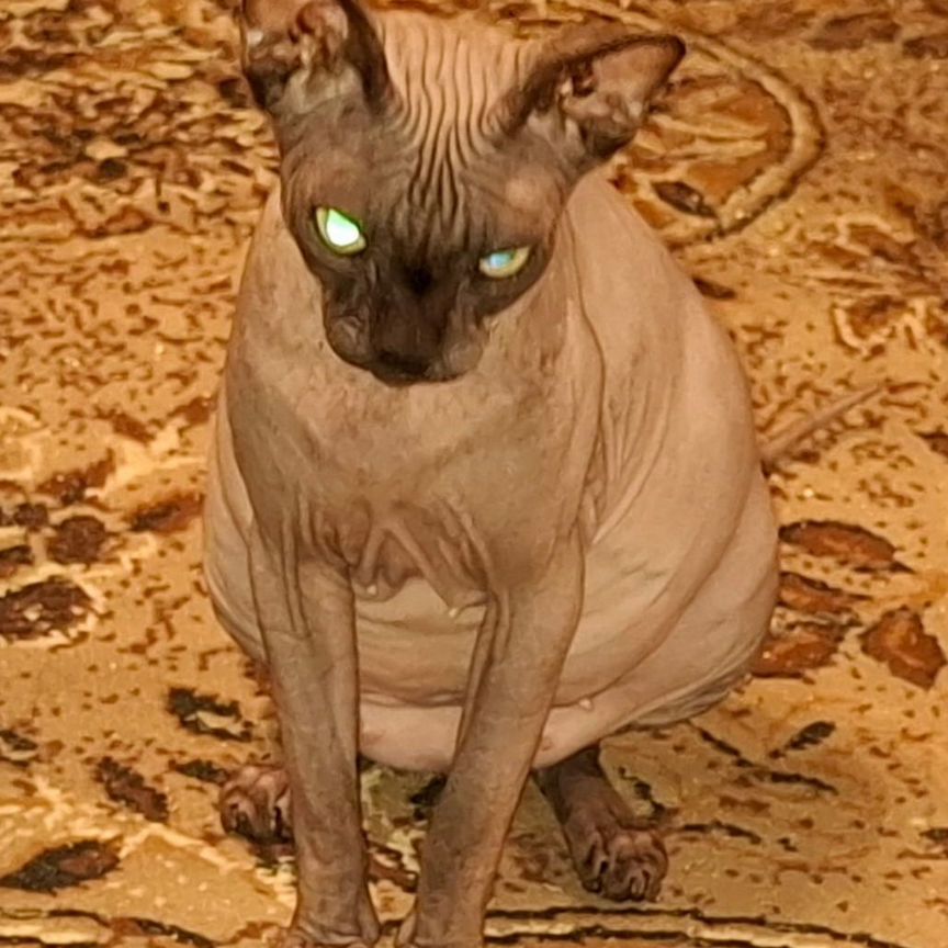 Канадский сфинкс котёнок