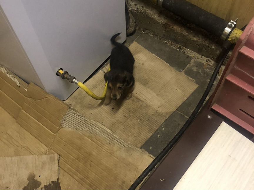 Русская гончая щенок выжловка