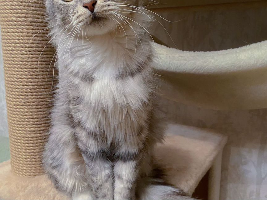 Серебряная кошечка Маруся