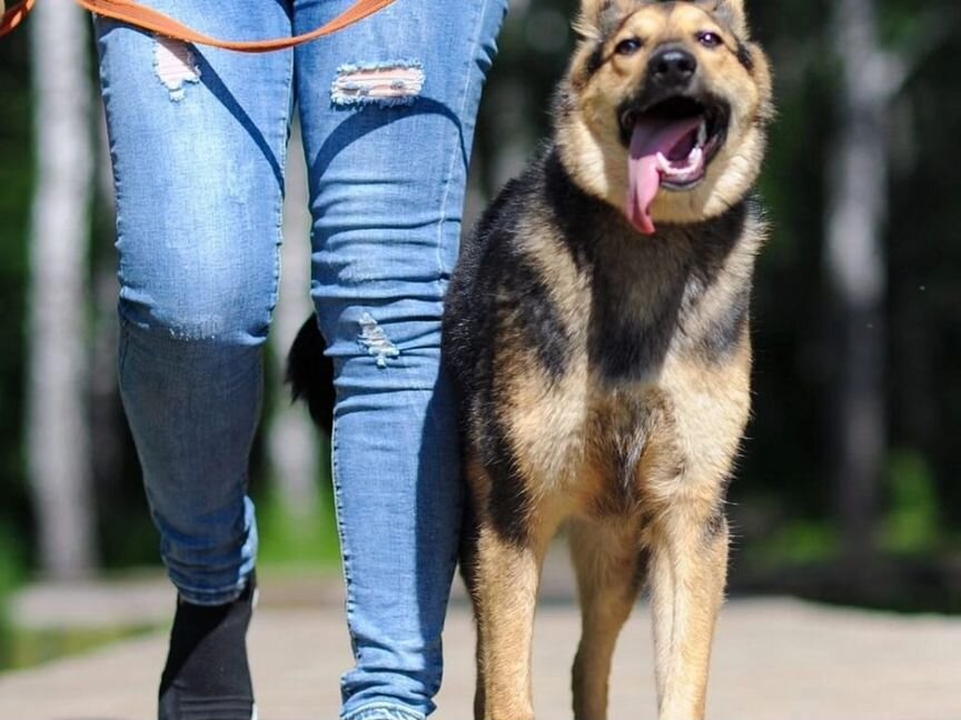 Немецкая овчарка - почти)