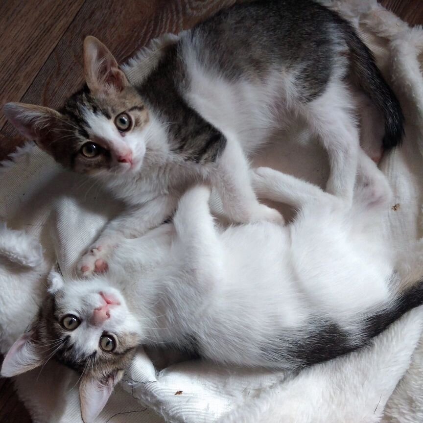 Классные котята в добрые руки