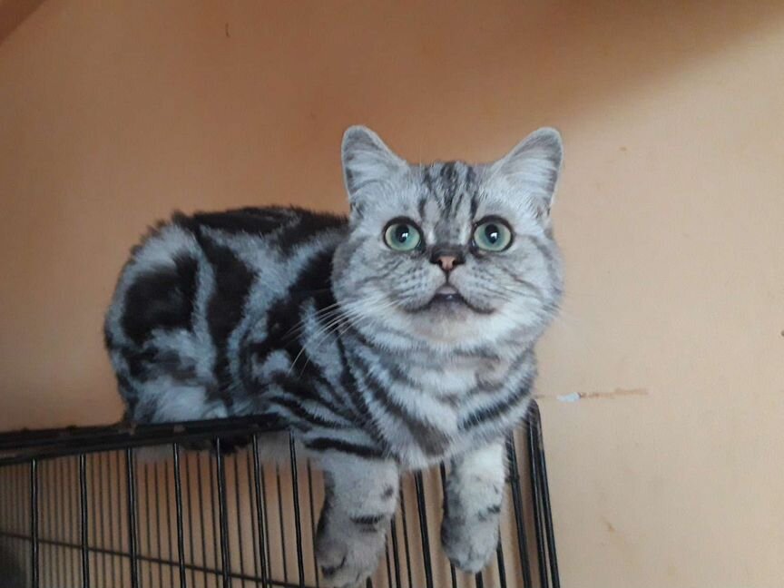 Британская чешский мраморный котик