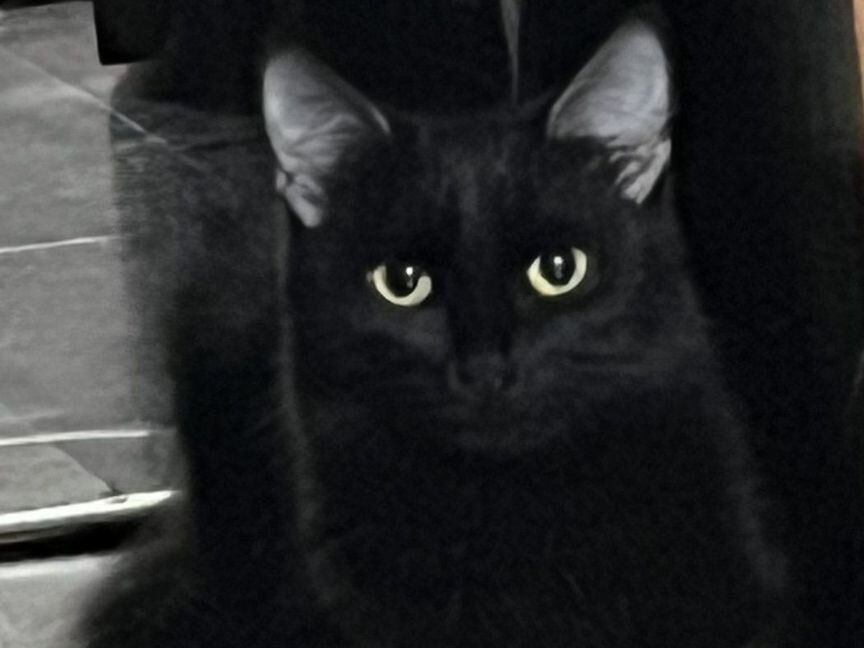 Кошка в добрые руки